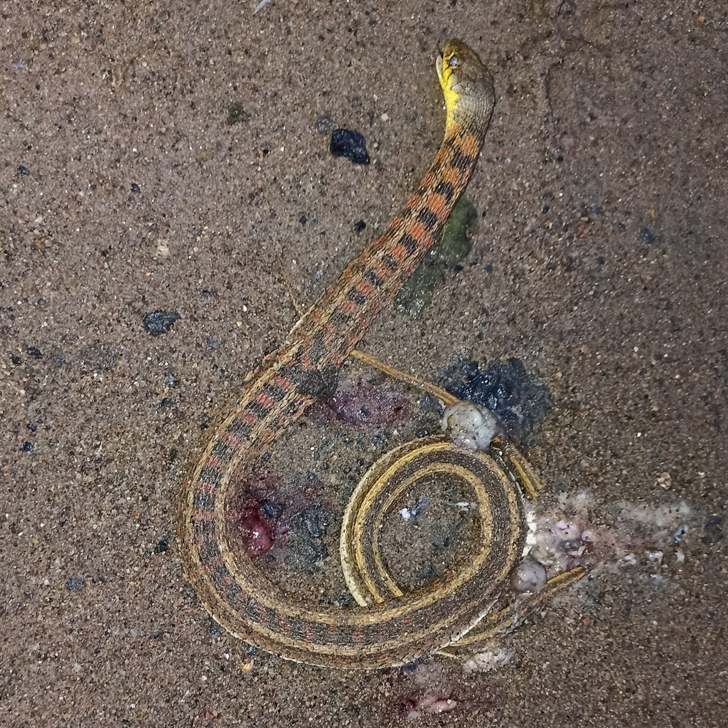 Buff Striped Keelback from Siruseri on December 03, 2021 at 06:07 AM by ...