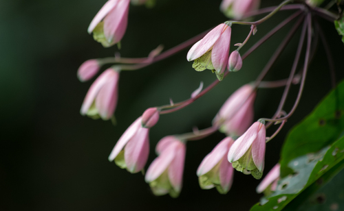 Zarcilla (Bomarea edulis)