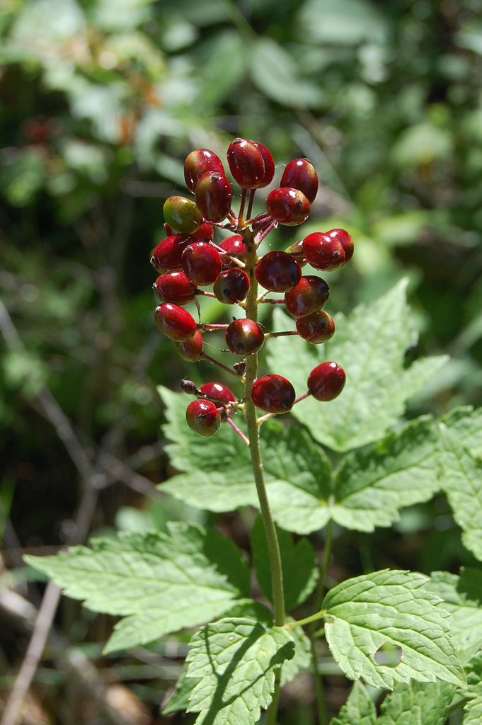 baneberries and cohoshes (Ranunculaceae of the Pacific Northwest ...