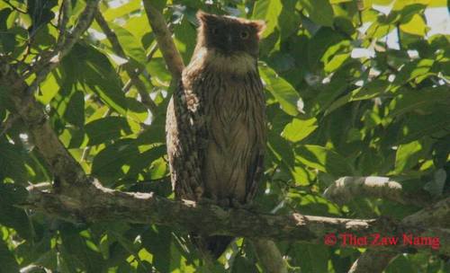 Brown Fish-Owl (Birds of Myanmar (Burma)) · iNaturalist