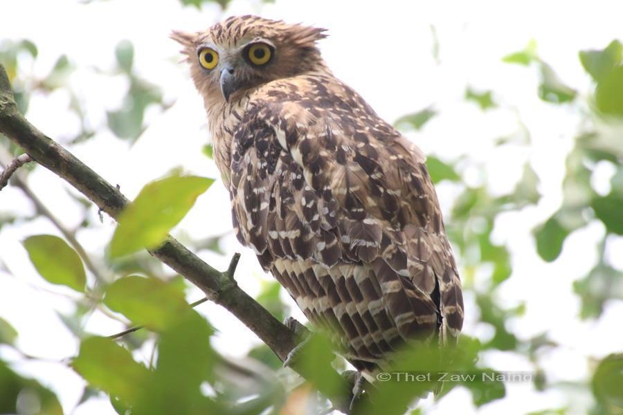 Tawny Fish-Owl (Birds of Myanmar (Burma)) · iNaturalist