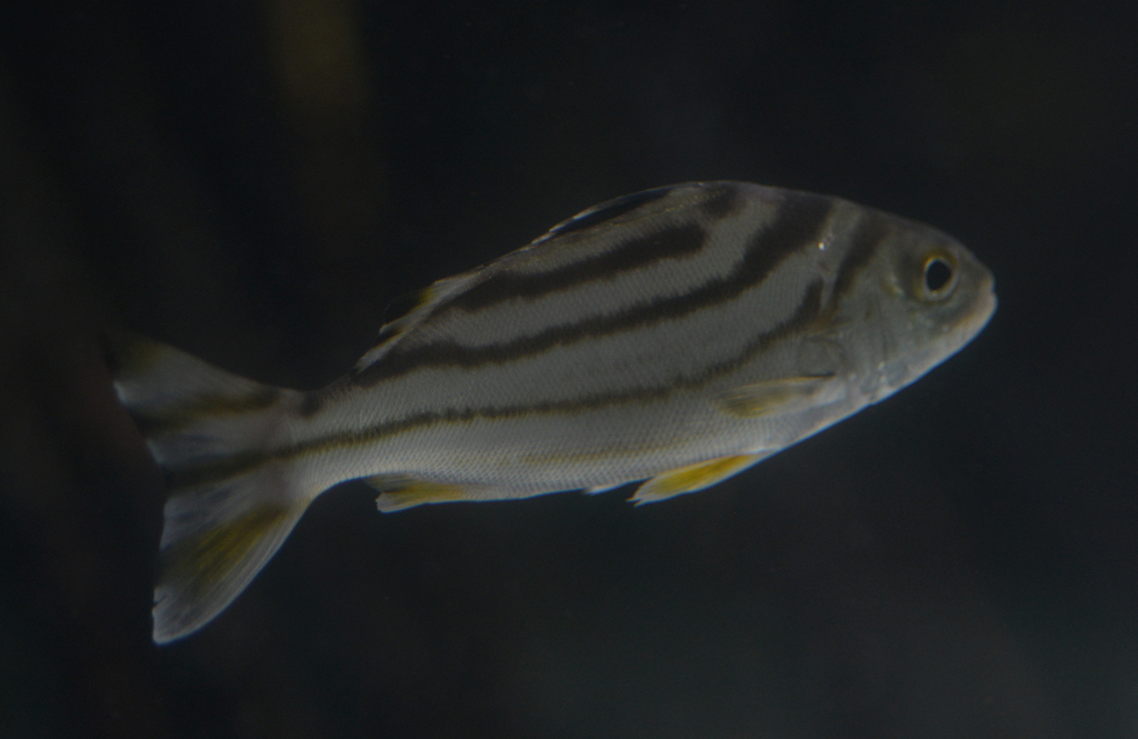 Grunters (Terapontidae) - Marine Life Identification