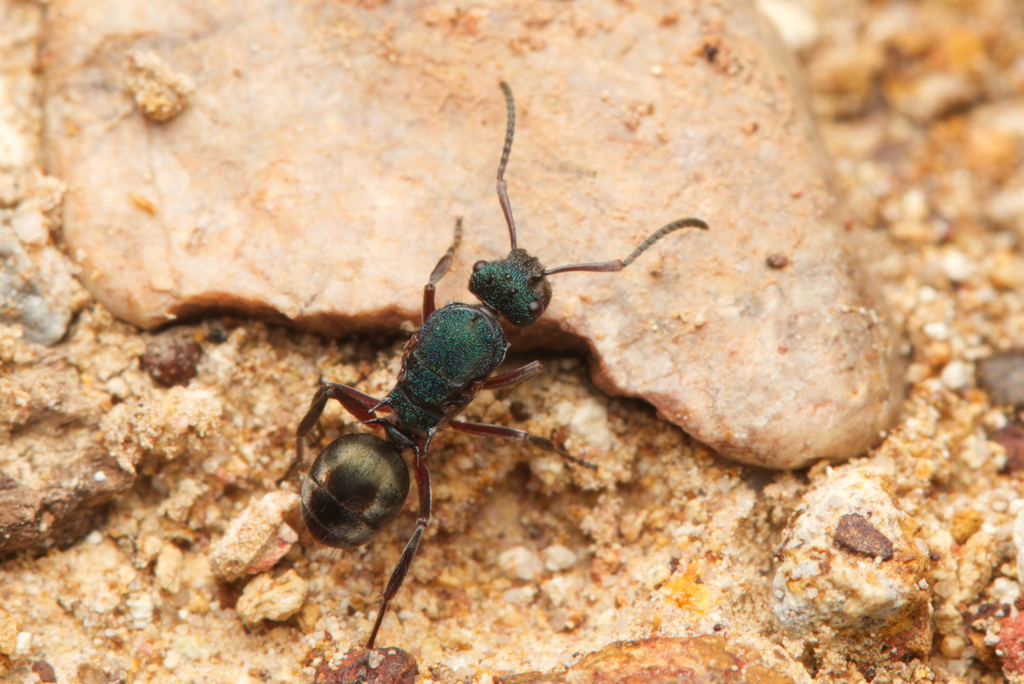Polyrhachis hookeri from Teddington QLD 4650, Australia on December 3 ...