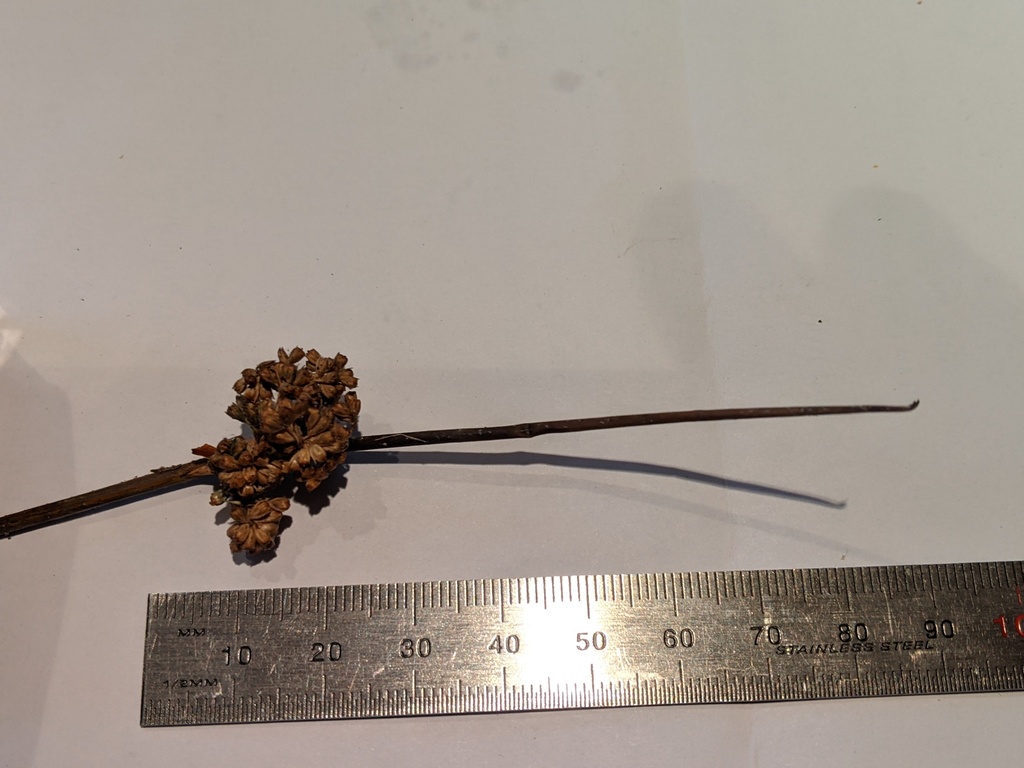 Juncus bassianus from Liffey TAS 7301, Australia on November 10, 2021 ...