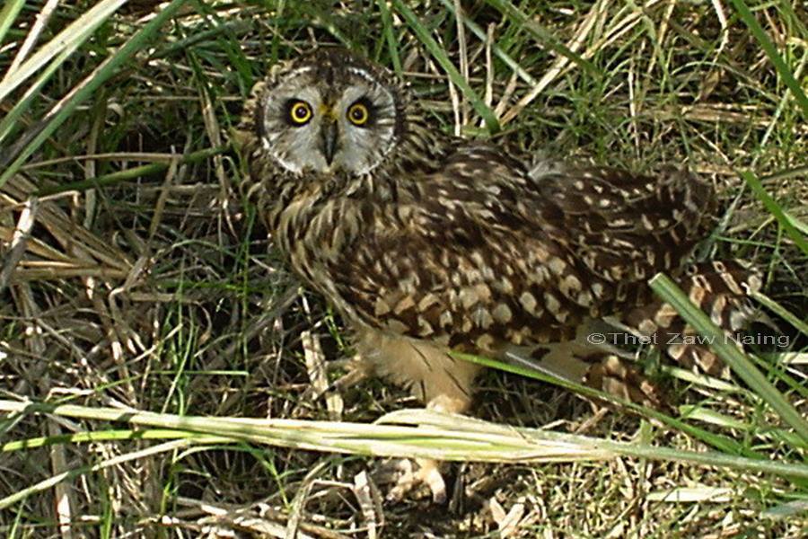 Australasian Grass-Owl (Birds of Myanmar (Burma)) · iNaturalist
