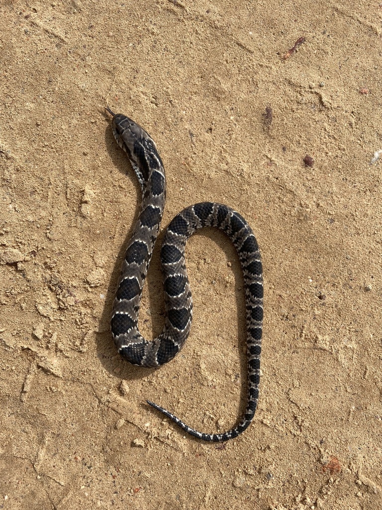 False Water Cobra from PR-184, Corumbá, MS, BR on December 2, 2021 at ...