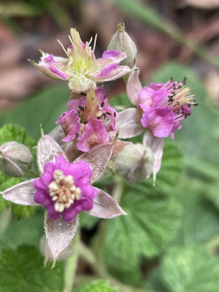small-leaf bramble (Cloud Nine Plants) · iNaturalist