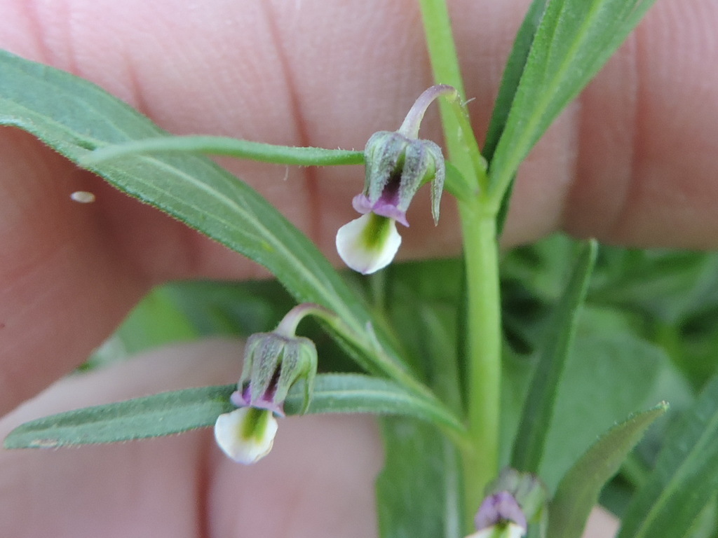 nodding green violet (Plants of Lake Pueblo State Park) · iNaturalist