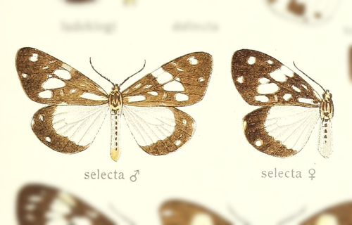 Utetheisa selecta · NaturaLista Colombia