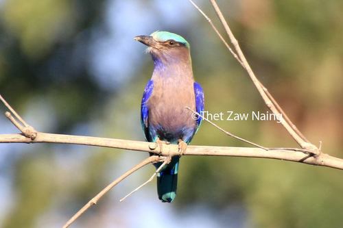 Indochinese Roller (Birds of Myanmar (Burma)) · iNaturalist