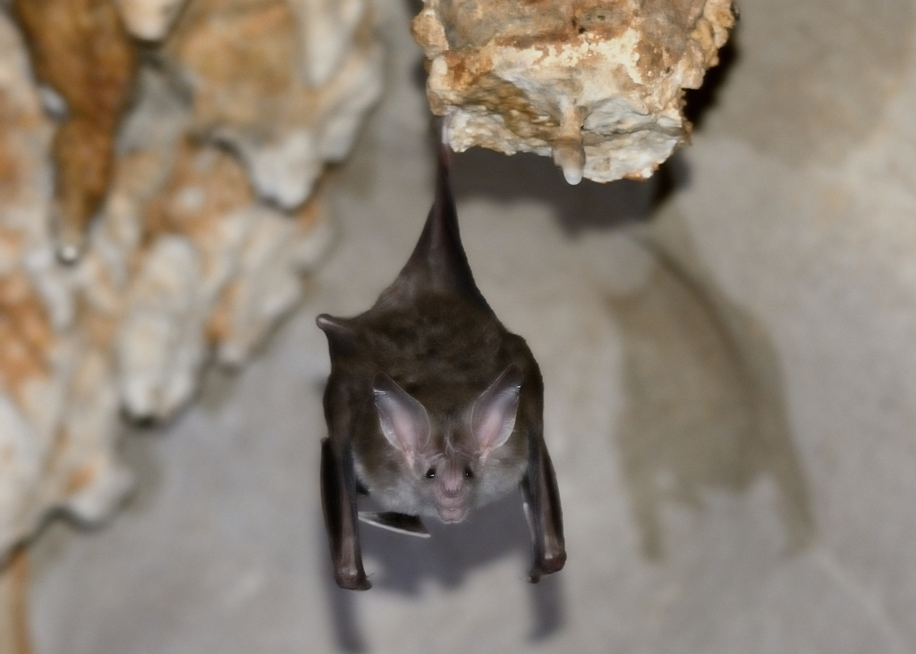 Big-eared Woolly Bat (Chrotopterus auritus) - Know Your Mammals