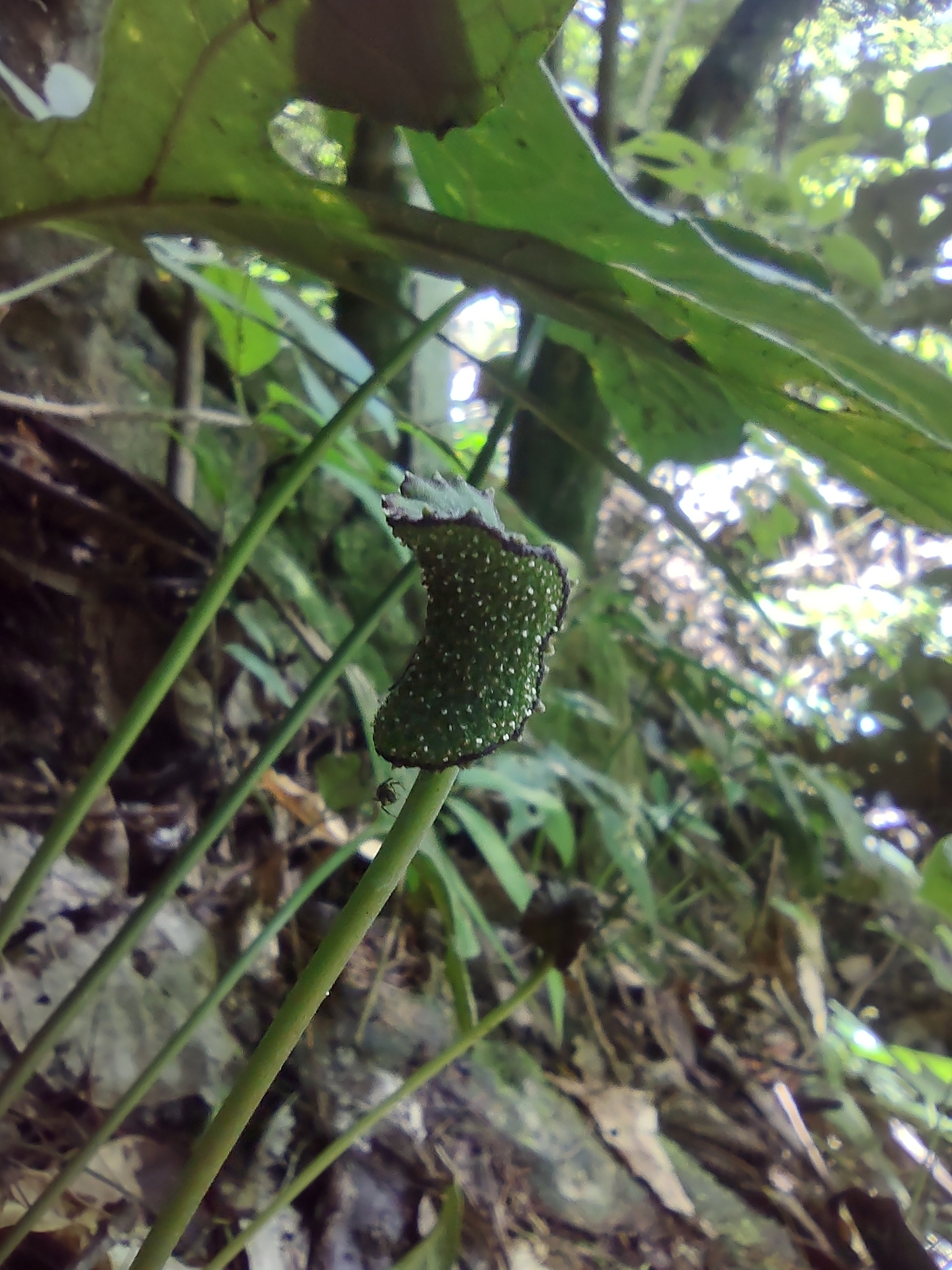 Dorstenia arifolia Lam.