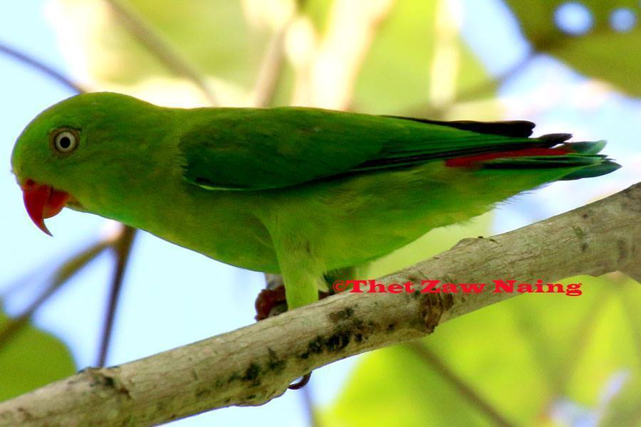 Vernal Hanging-Parrot (Birds of Myanmar (Burma)) · iNaturalist