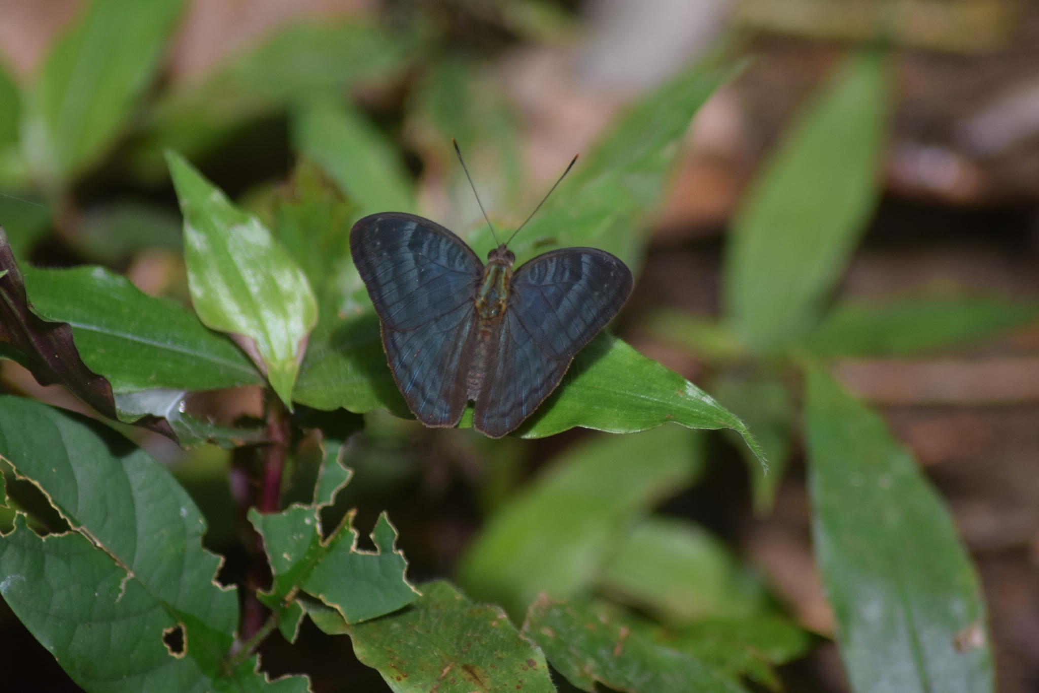 Euriphene Boisduval, 1847