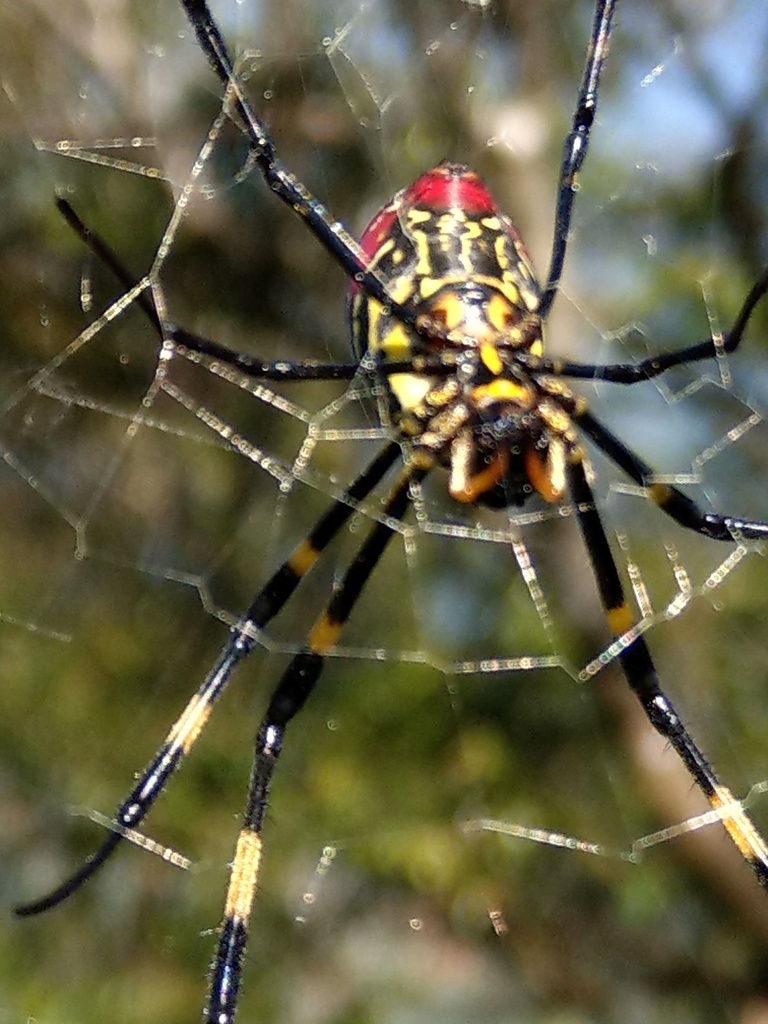 Joro Spider from 台灣屏東縣 on December 3, 2021 at 12:29 PM by 梁士明 · iNaturalist