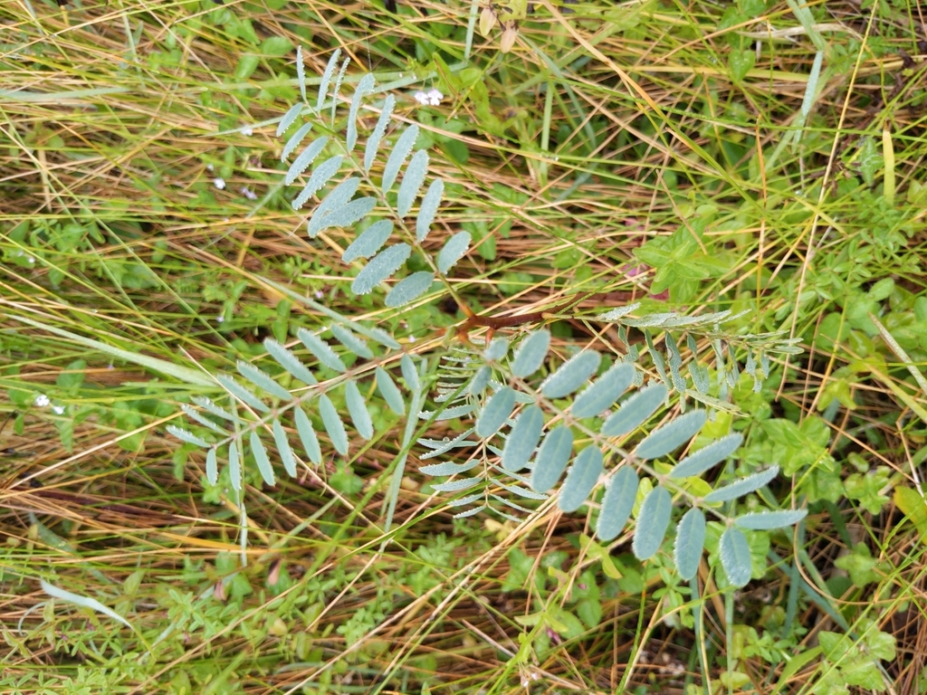 Rattlebush from Missouri City, TX, USA on December 03, 2021 at 08:59 AM ...