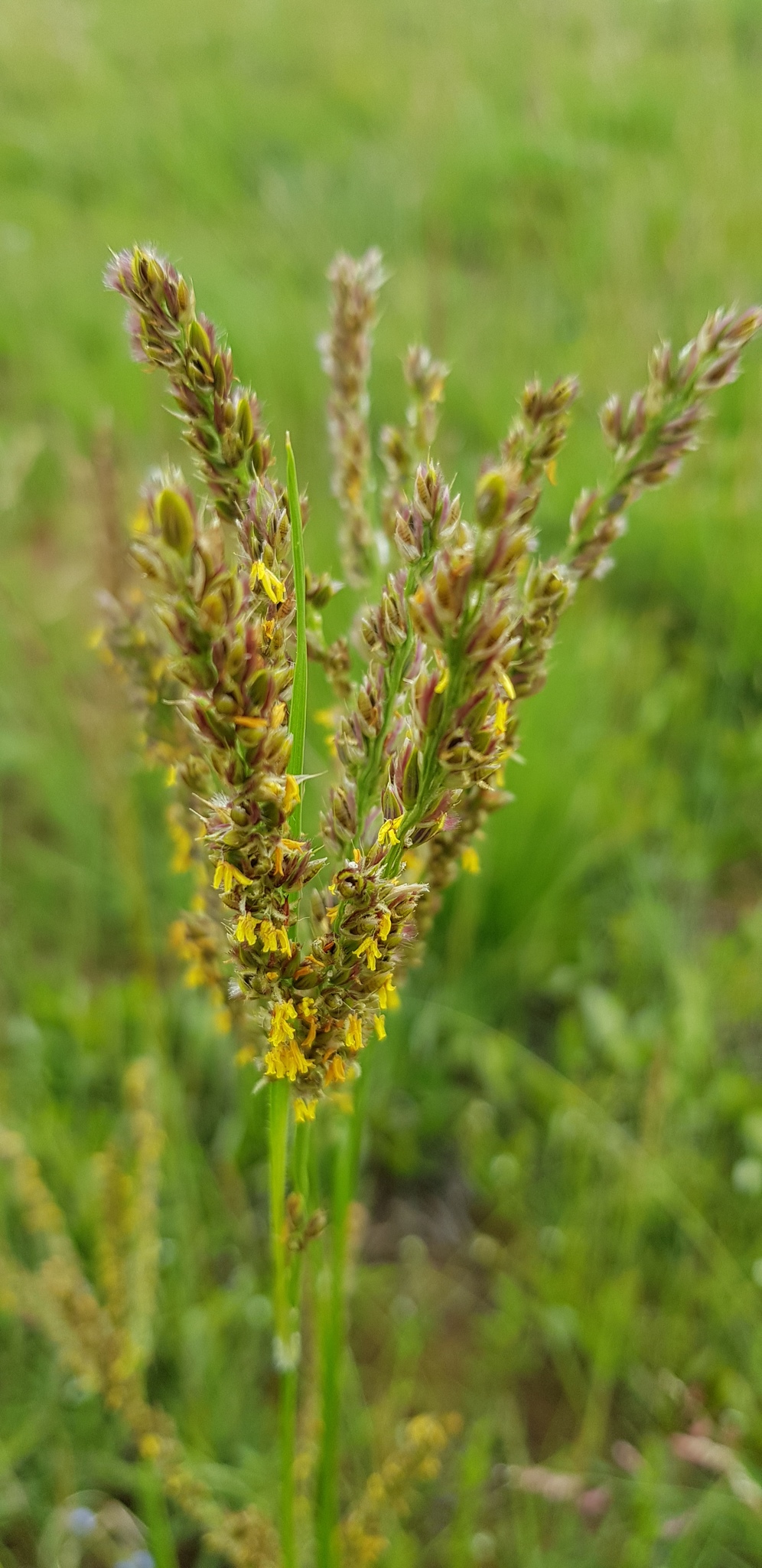 Alloteropsis semialata subsp. eckloniana (Lehm.) Gibbs Russ.