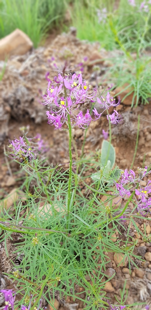 Spotted Cleome (Cleome maculata) - Botanical Realm