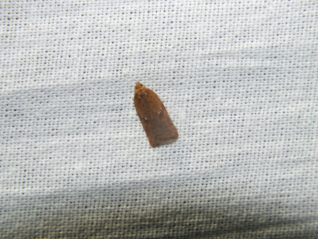 Rusty Birch Button from Лысковский р-н, Нижегородская обл., Россия on ...