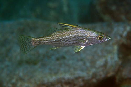 Tanganyika Lates (Lates angustifrons) · iNaturalist