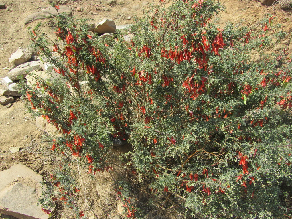 cancer bush (Lessertia frutescens) - Botanical Realm