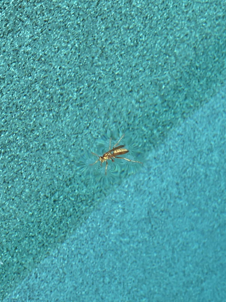 Golden Paper Wasp from W Yucatan St, Surprise, AZ, US on December 3 ...