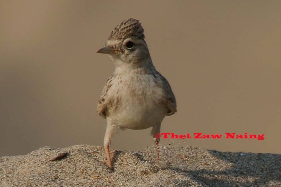 Sand Lark (Birds of Myanmar (Burma)) · iNaturalist