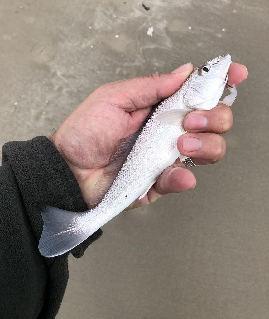 Gulf Kingcroaker from Gulf of Mexico, Corpus Christi, TX, US on ...