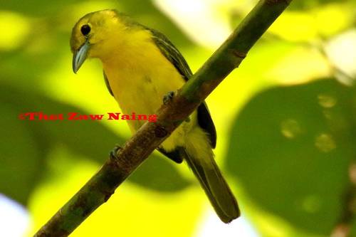 Great Iora (Birds of Myanmar (Burma)) · iNaturalist