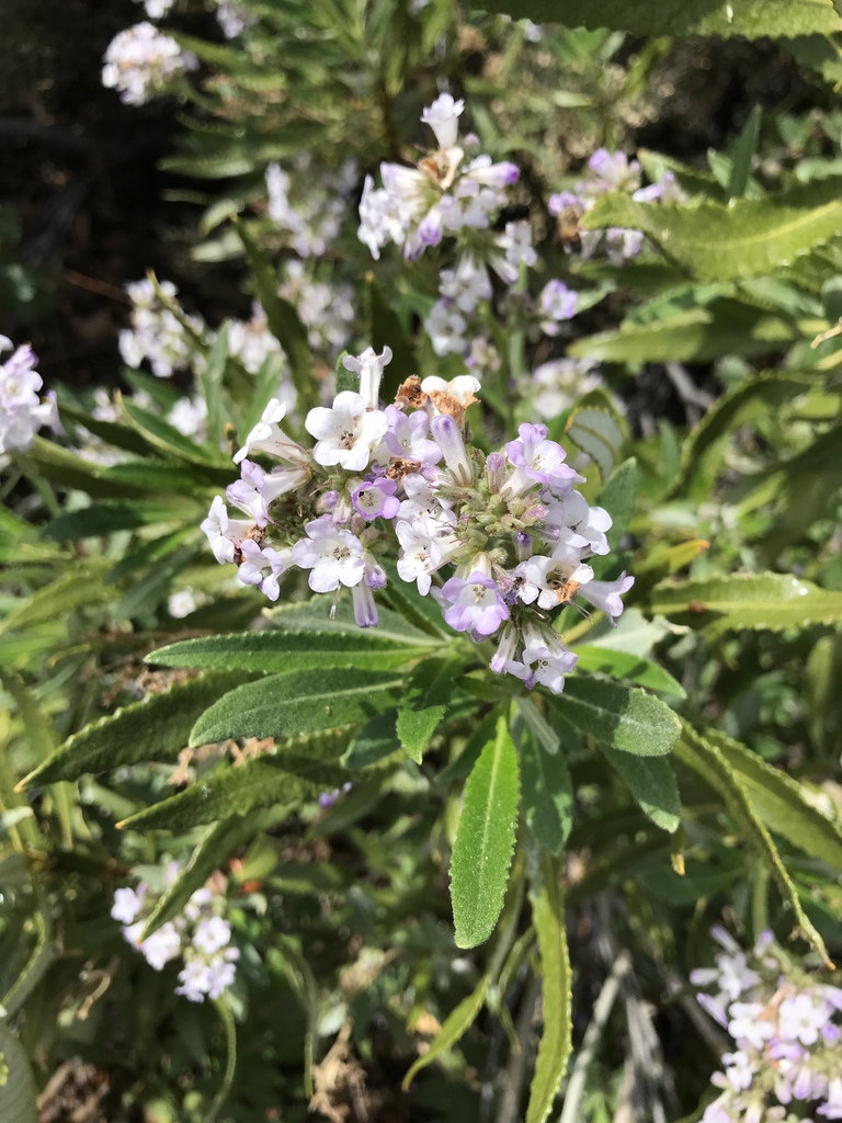 Hairy Yerba Santa (Plunge Creek) · iNaturalist