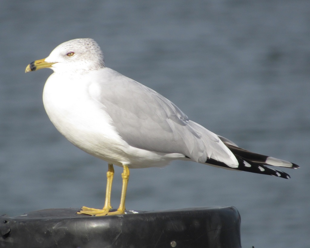 Ring-billed Gull from Talbot County, MD, USA on December 3, 2021 at 12: ...