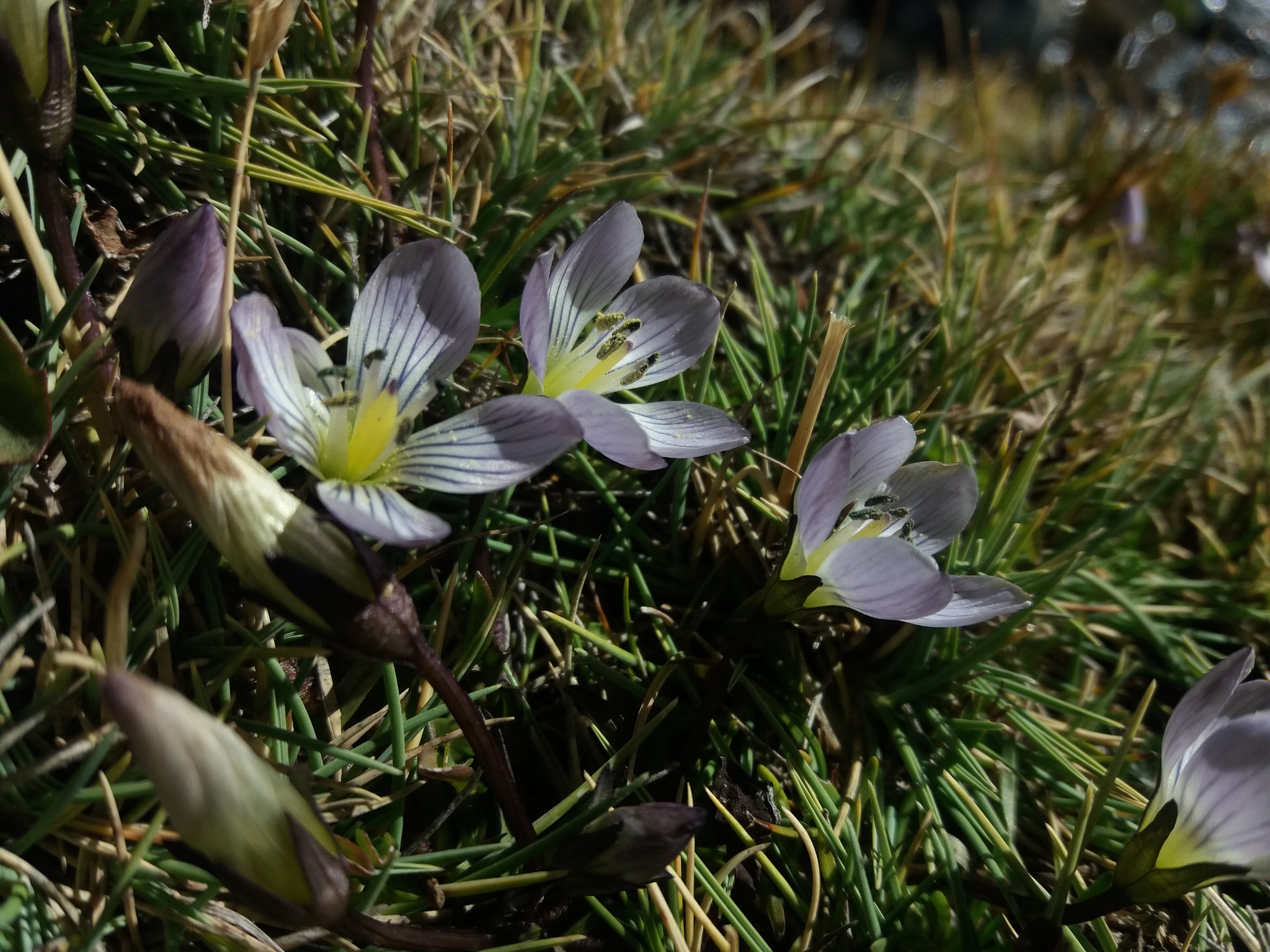Gentianella multicaulis (Gillies ex Griseb.) Fabris