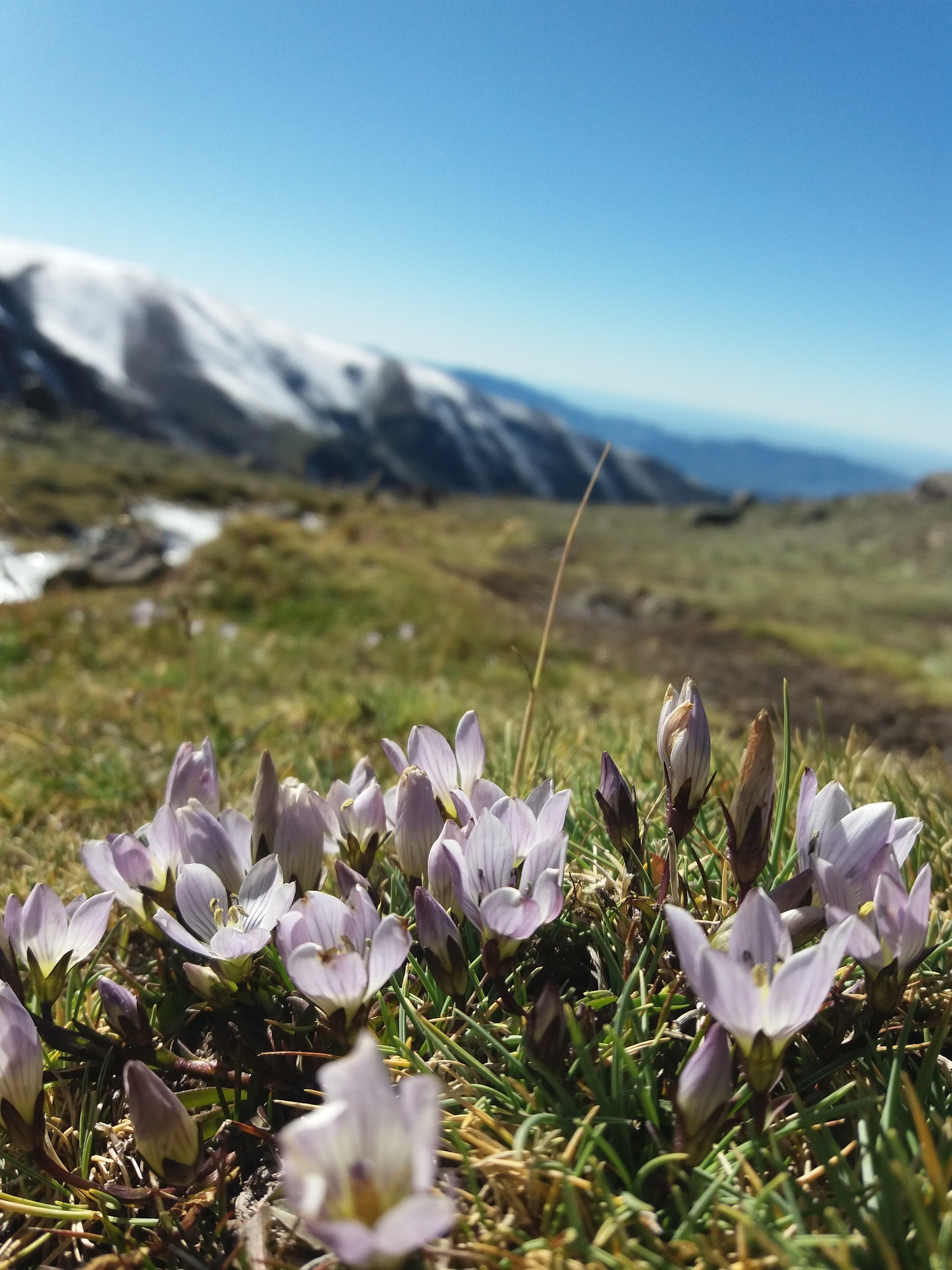 Gentianella multicaulis (Gillies ex Griseb.) Fabris