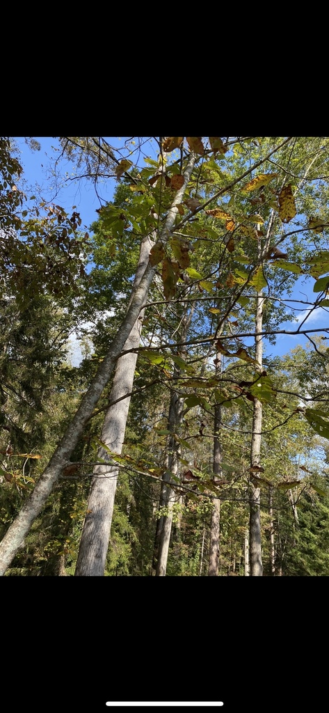Fraser Magnolia from Clemson University, Clemson, SC, US on December 3 ...