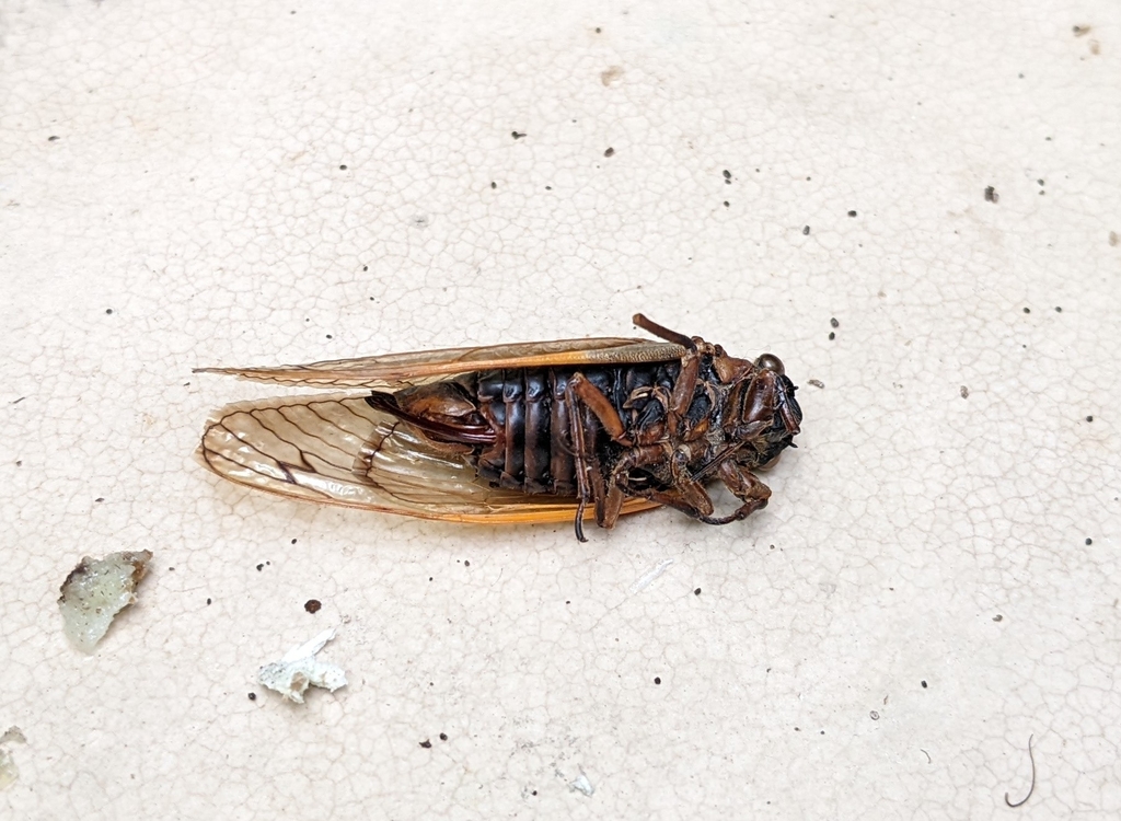 Pharaoh Cicada from Memorial Hall, Bloomington, IN 47405, USA on ...