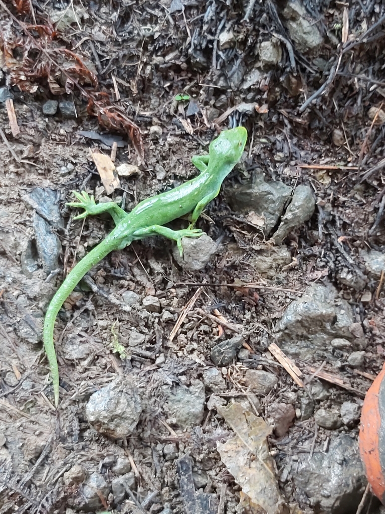 Barking gecko in December 2021 by Sarah · iNaturalist