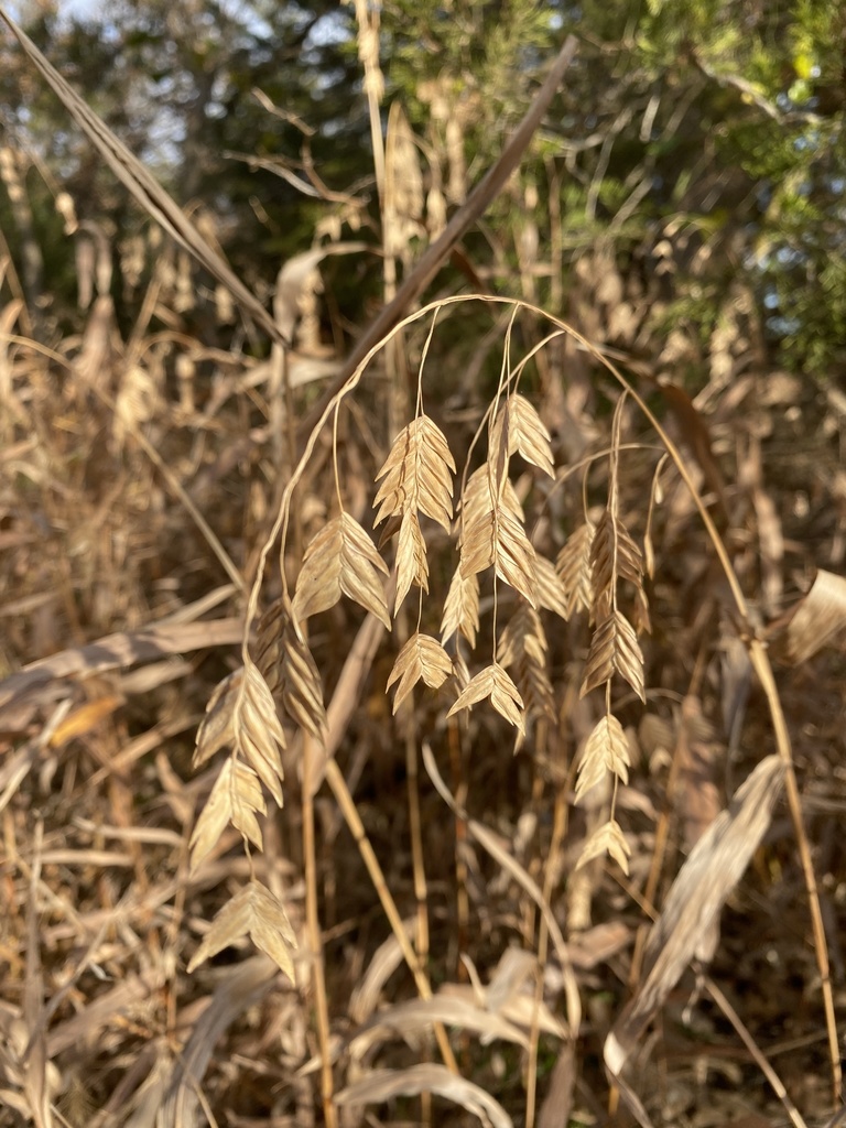 inland wood oats from Stillwater, OK, US on December 03, 2021 at 02:46 ...
