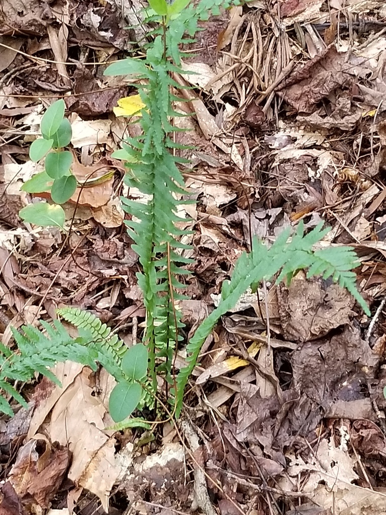 ebony spleenwort from Charles, Maryland, United States on August 29 ...