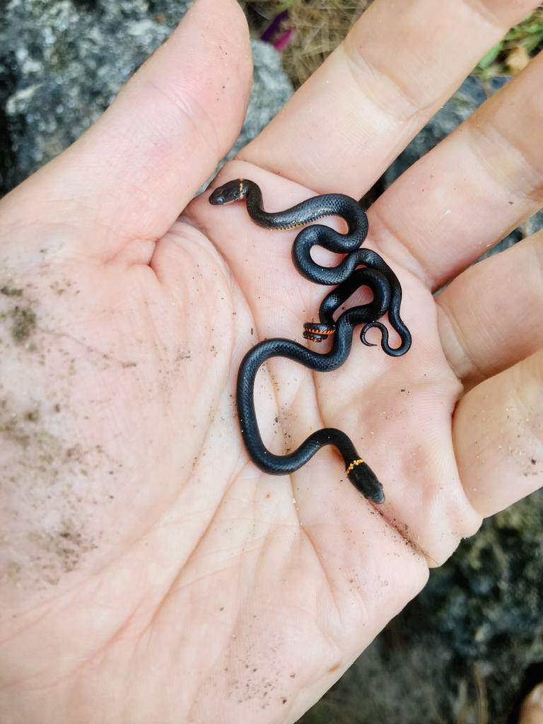 Southern Ringneck Snake from Florida International University - Modesto ...