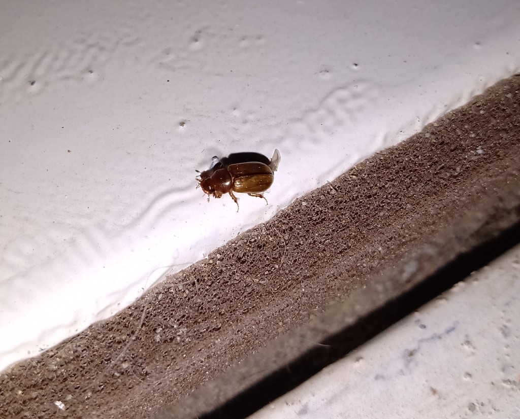 Small Dung Beetles from Pico Truncado, Santa Cruz, Argentina on ...
