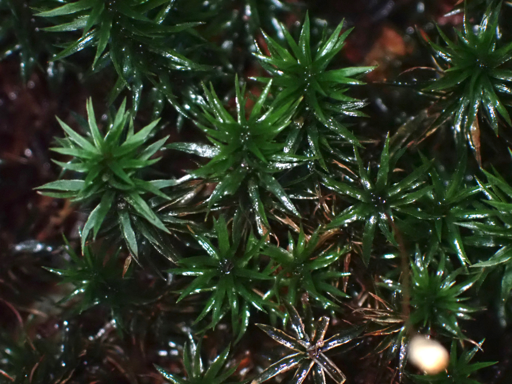 contorted pogonatum moss from Maple Ridge, BC, Canada on December 03 ...