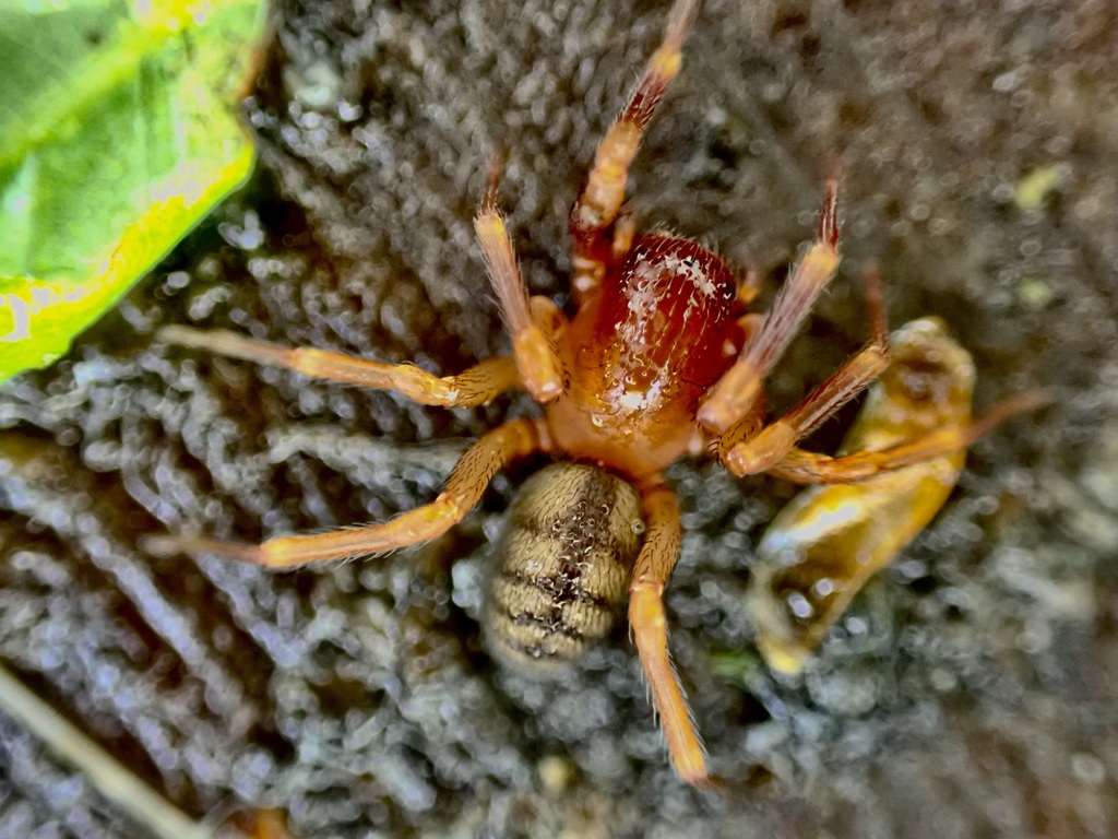 Suter's Periegops from Hickory Bay 7583, New Zealand on December 1 ...
