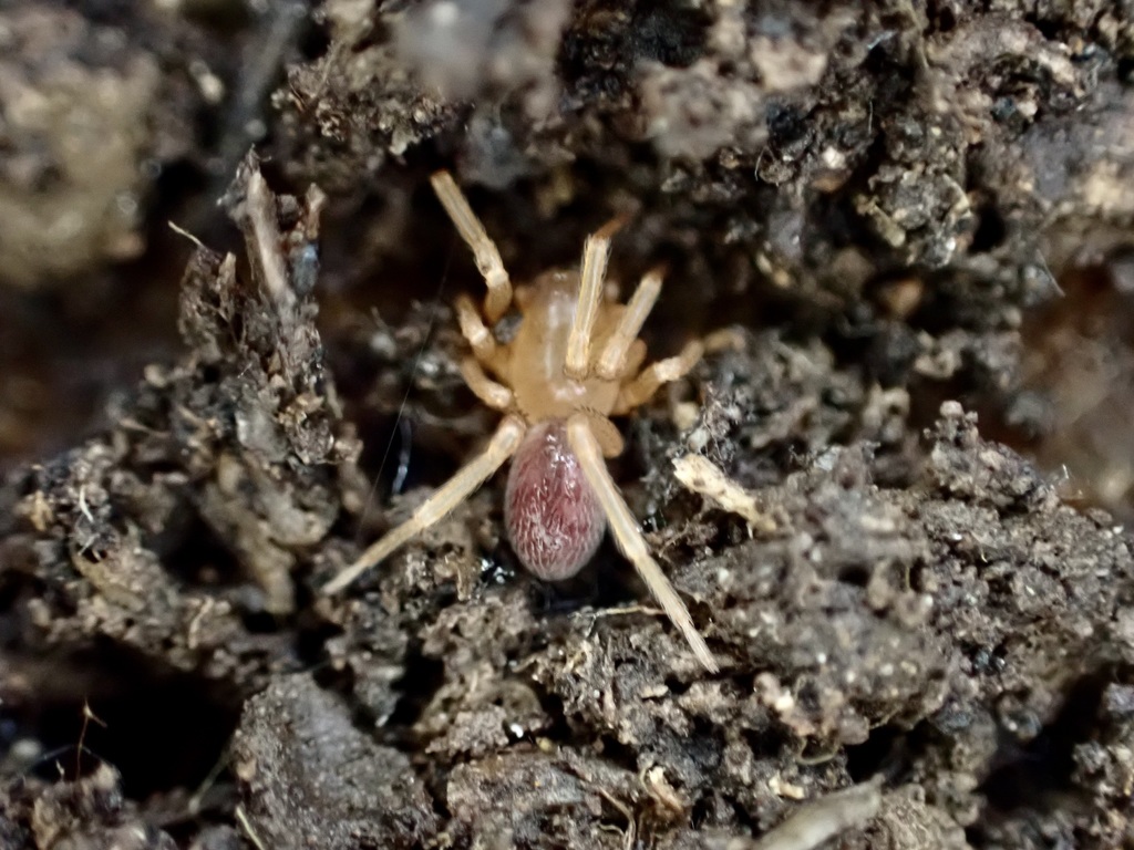 Typical Spiders from Hickory Bay 7583, New Zealand on December 01, 2021 ...