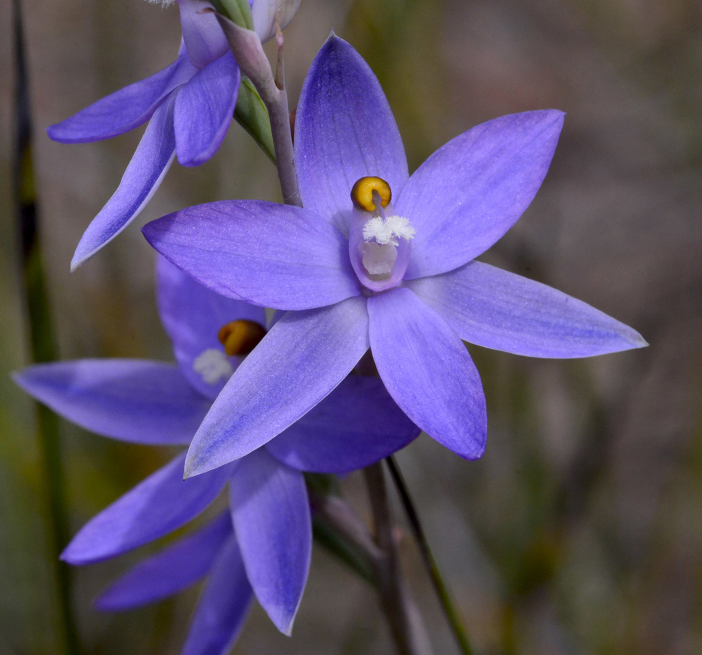 forest sun orchid from Lake Fyans on October 27, 2021 at 02:45 PM by ...