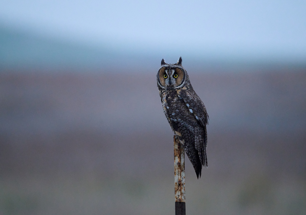 Long-eared Owl in December 2021 by Tony Iwane. Lifer! · iNaturalist