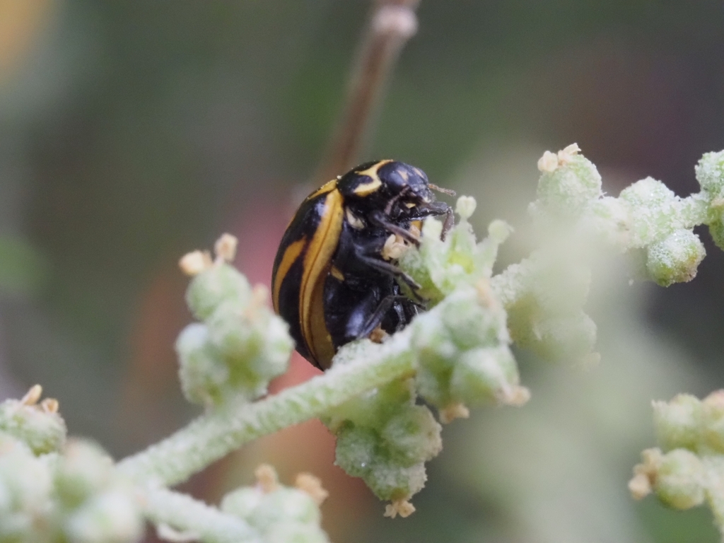 Micraspis furcifera from San Remo VIC 3925, Australia on December 04 ...