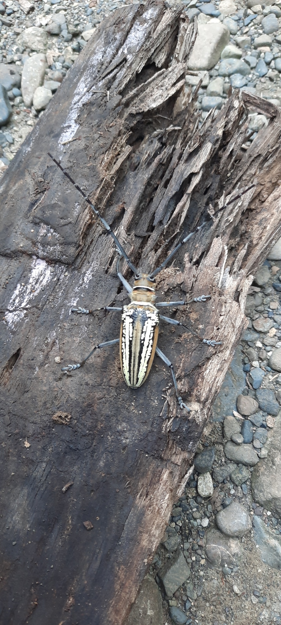 Batocera wallacei Thomson, 1858