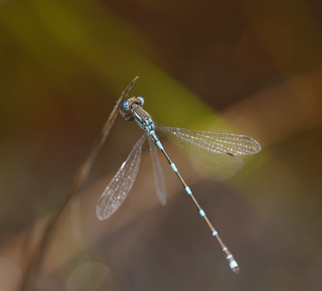 Wandering Ringtail from Cabbage Tree Creek VIC 3889, Australia on ...