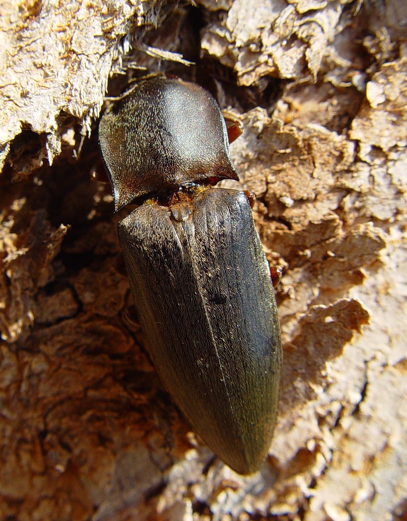 Agrypninae from Broome WA, Australia on November 17, 2004 by geoffbyrne ...