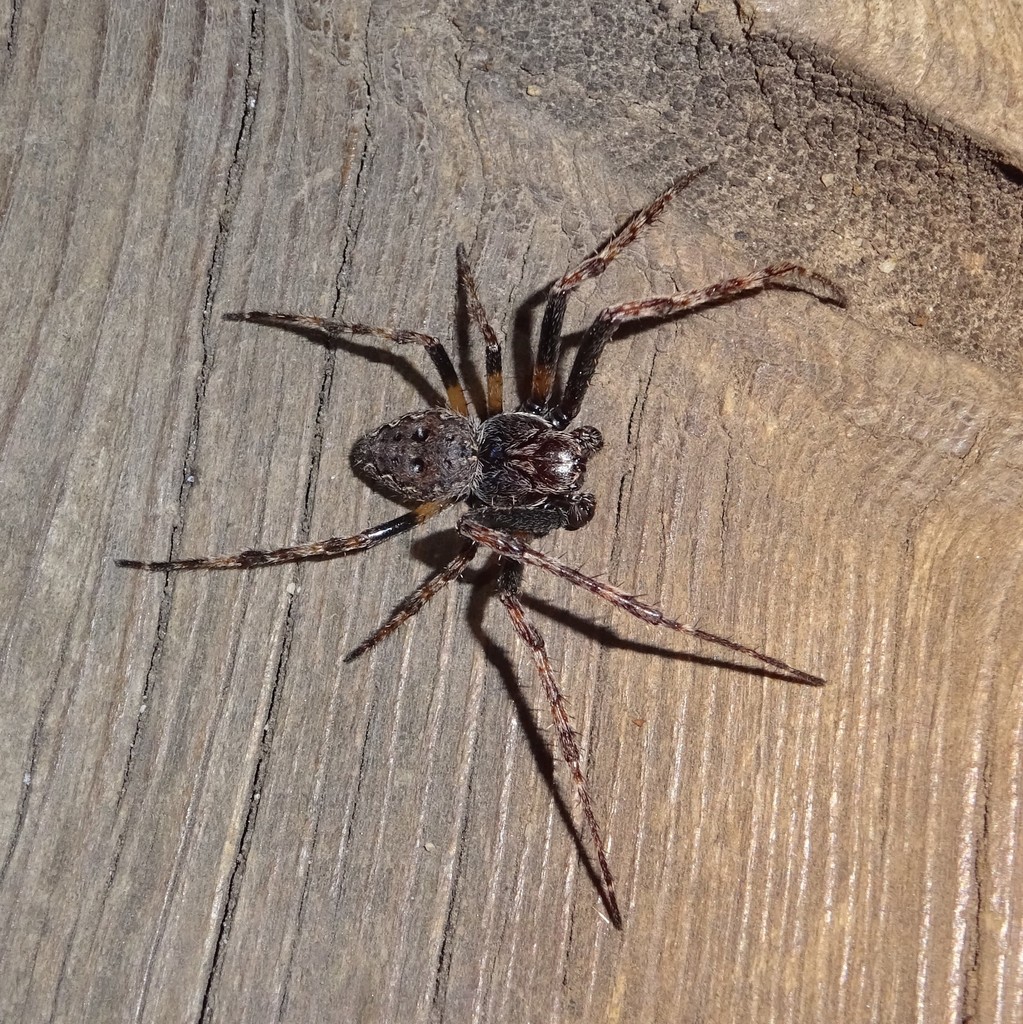 Walnut Orbweaver from 38120 Saint-Égrève, France on September 11, 2021 ...